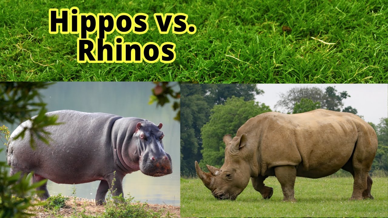 Hippos vs. Rhinos: How to Distinguish Them???