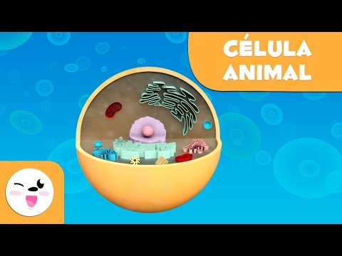 La célula animal y sus partes - Ciencias Naturales - Vídeo educativo para niños