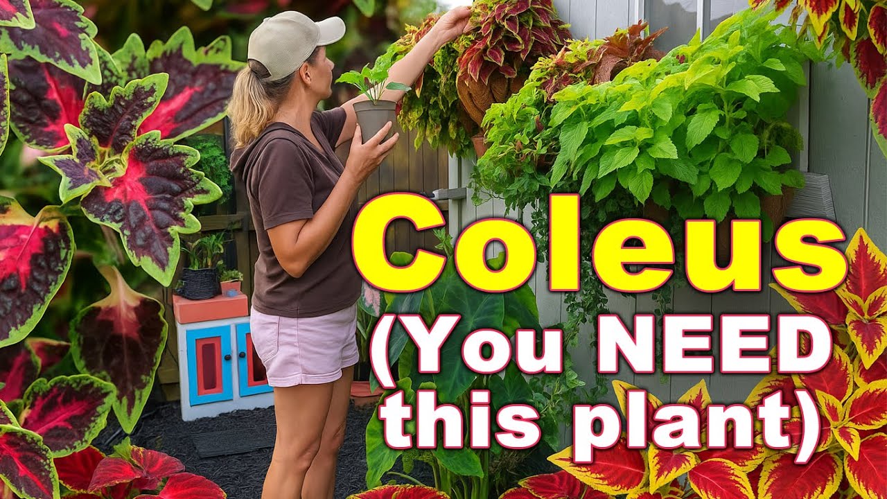 Why I’m Obsessed with Coleus | Color, Propagation & Garden Impact