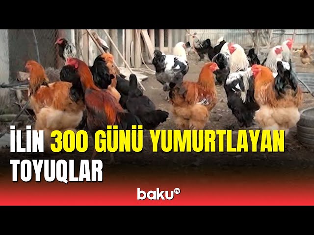 İlin 300 günü yumurtlayan toyuqlar - VİDEO - Oxu.az