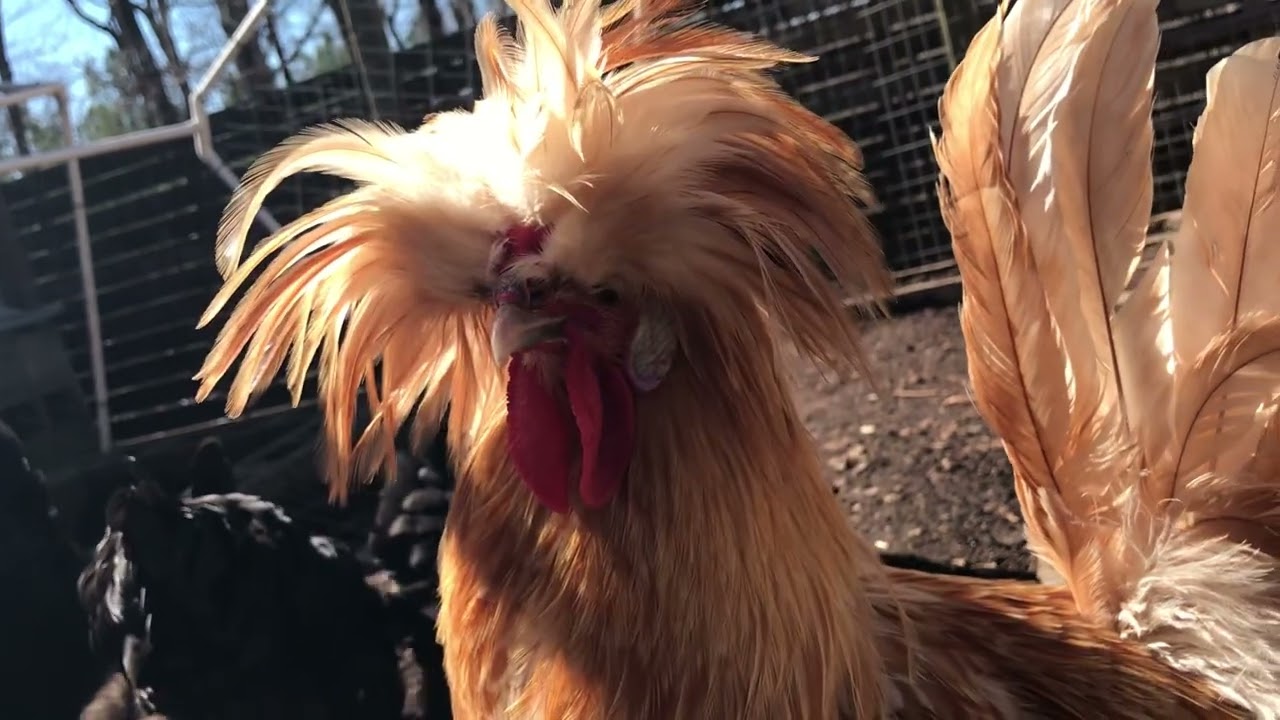 Buff Laced Polish Rooster Strutting His Stuff