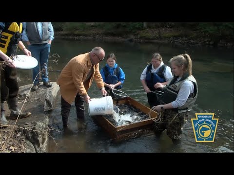 Dauphin County Commissioners Stock Trout in Wiconisco Creek (2023)