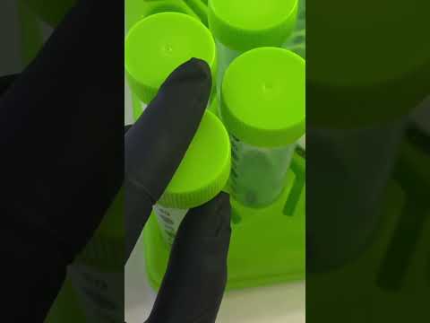 Starting seeds in plant tissue culture. Full tutorials on my Patreon Cactifanatici
