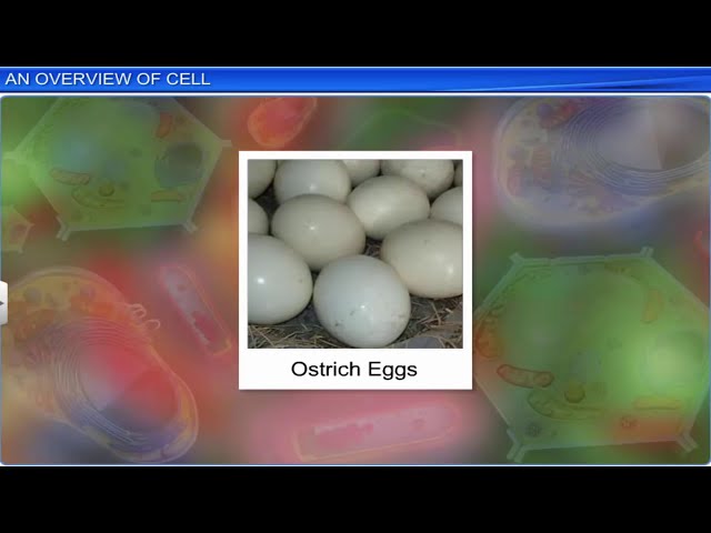 Understanding Cells: The Fundamental Unit of Life | Galaxy.ai | Galaxy.ai