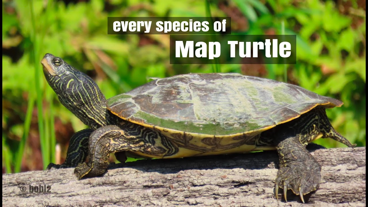 Every Species of Map Turtle