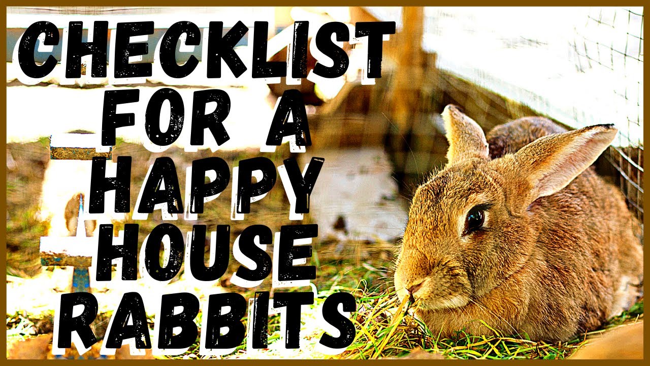 Checklist for a Happy House Rabbits