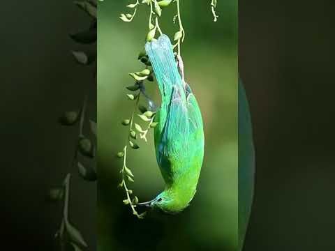 Little birds GIFs #birds #birdspecies #babybird #gifs #video #birdsvideo #cutebirds #naturelovers