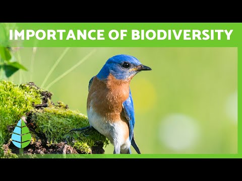 What is BIODIVERSITY and why is IMPORTANT🌍🐸🌿