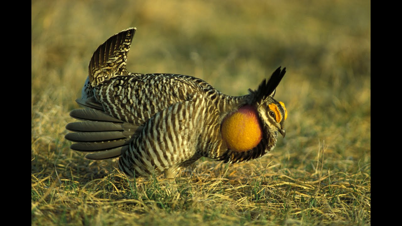 Prairie-Chickens Booming