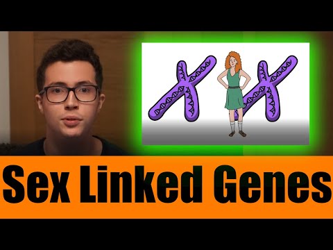 Sex Linked Genes - A Level Biology