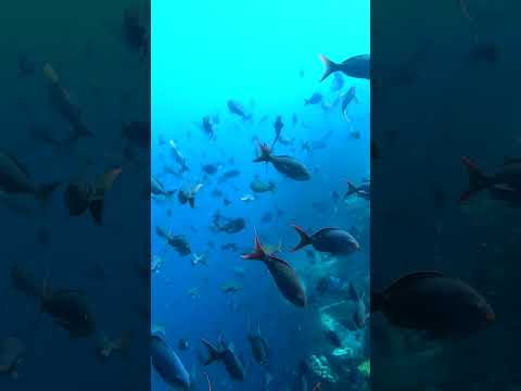 Explore the Galapagos with Silversea | Direct Travel Vacations #shorts