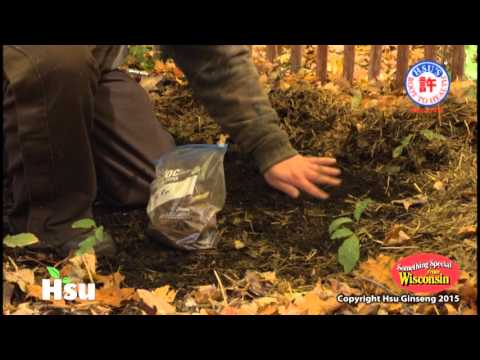 Hsu's Ginseng - Planting Ginseng Rootlets
