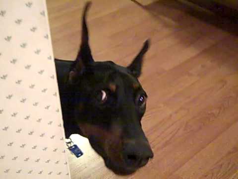 Favorite Video Friday – Silly Doberman! | No Dog About It Blog