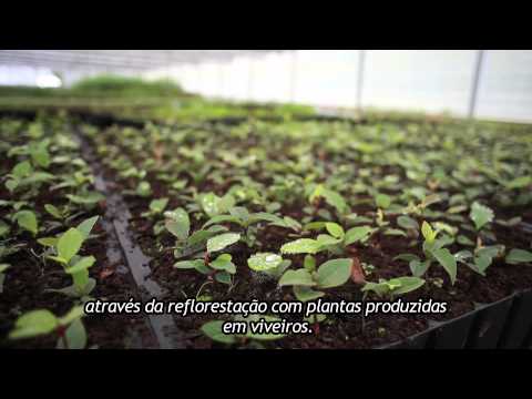 Let's Preserve the Azorean Bullfinch/Vamos preservar o Priolo