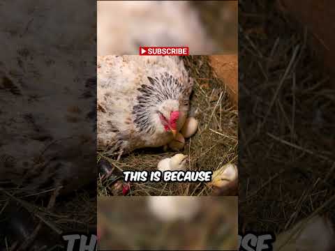 You Won't Believe What the Color of a Chicken's Earlobes Tells You About Their Eggs!