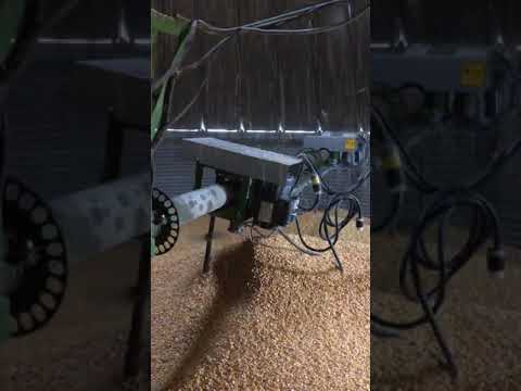 Filling the grain dryer bin