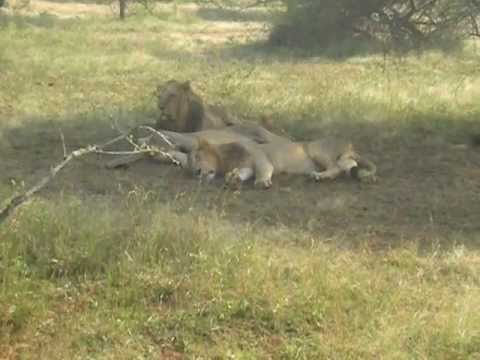 Lion - Sasan Gir