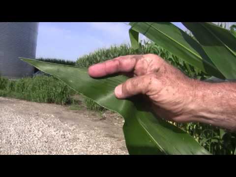Justifying a corn fungicide application – Ohio Ag Net | Ohio's Country ...