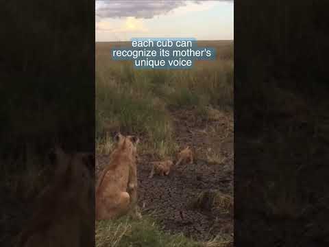 The Secret Bond Between Lioness and Cubs π¦π #safarisightings #lions #lioncubs #wildlife