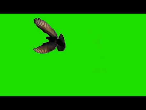 pigeon green screen video original