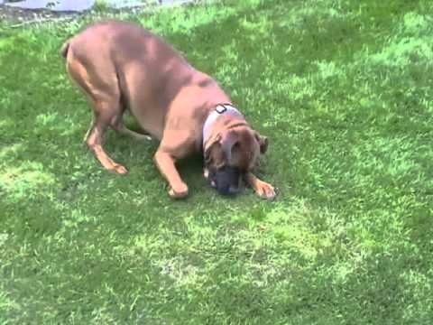 Ruger