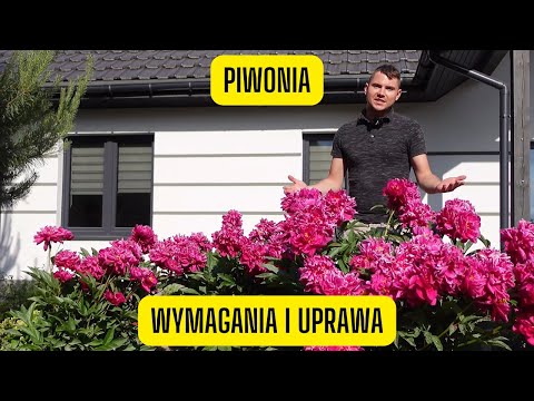 Piwonia – wszystko o uprawie peonii (Jedna z najładniejszych kwitnących bylin w ogrodzie)