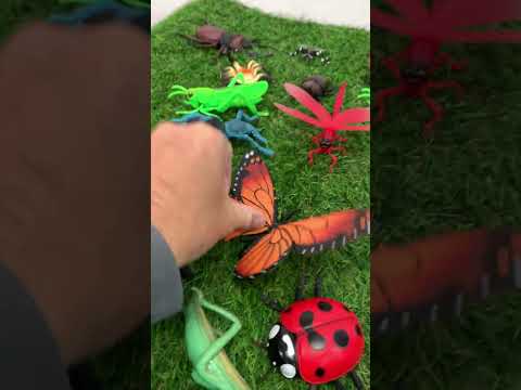 Bugs and Insects