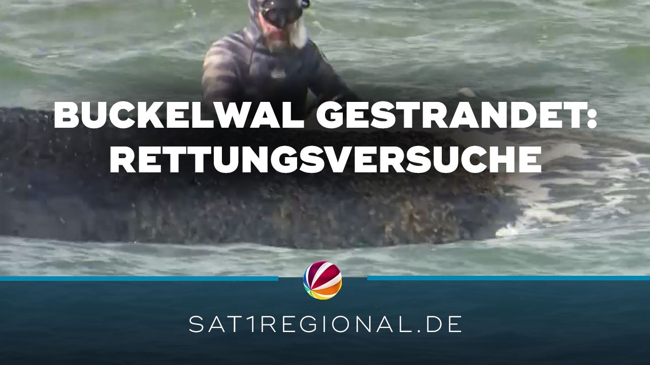 Gestrandeter Buckelwal: Dramatischer Einsatz in der Lübecker Bucht
