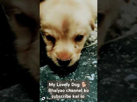 My Lovely Dog π Bhaiyao channel ko subscribe kar lo