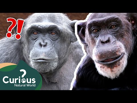 "The WORST Predator Pet You Could EVER Ask For" | Full Documentary | Curious?: Natural World
