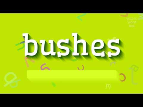 How to say "bushes"! (High Quality Voices)