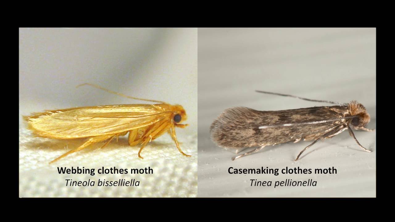Clothes Moth Identification