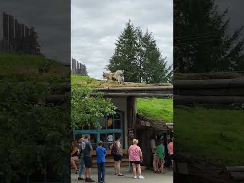 Goats on Roof, Coombs