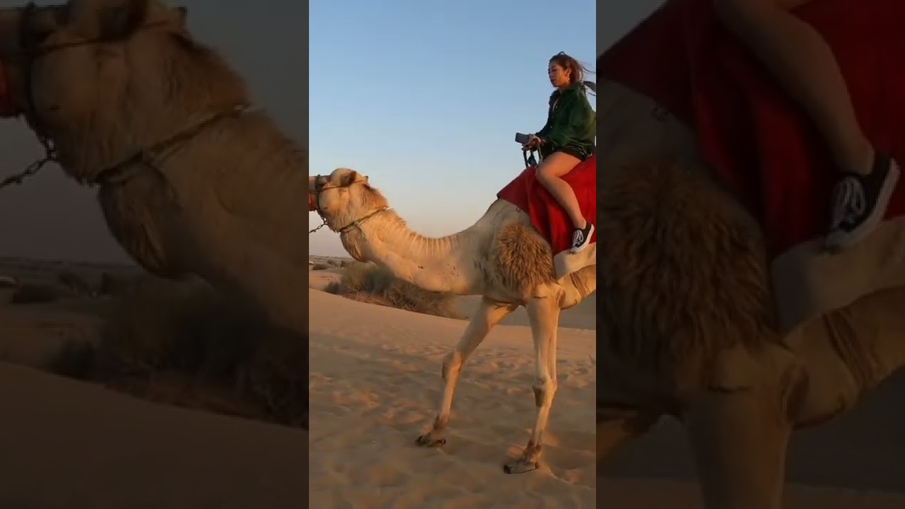 Camels In The Desert 🇦🇪 #dubai #desert #dubailife #top10 #desertsafari #dubailifestyle #camels