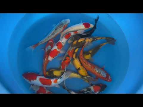 2025 ISM 201 Isa Maruyo Small Nisai Mix 30 35 cm SAMPLE