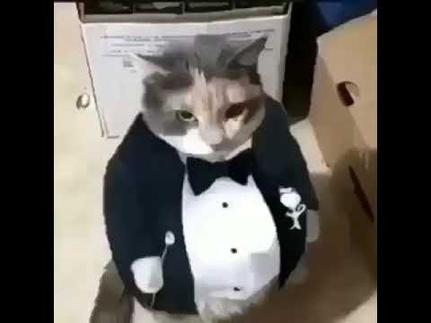 fat cat