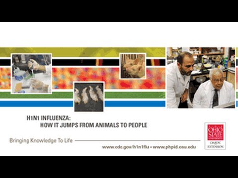 H1N1 Influenza: Jumping Species