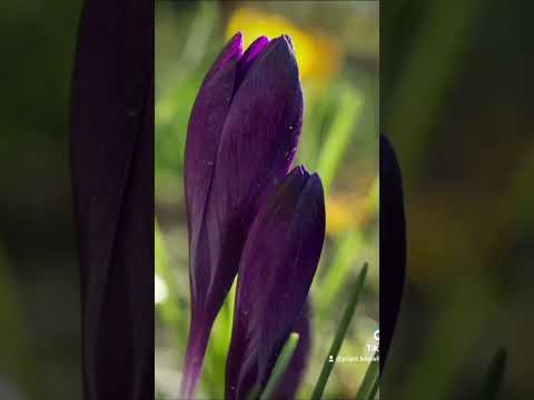 did you know this about crocuses? #flowers #garden #youtubeshorts #crocus #viralvideo #plants