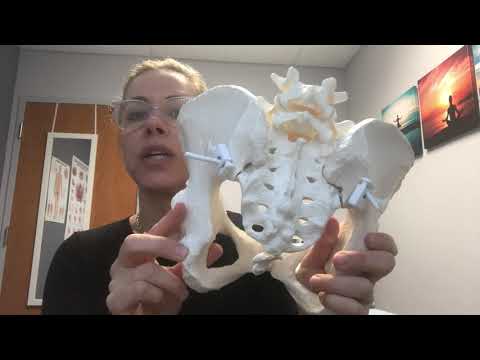 Anatomy of the Pelvic Bones