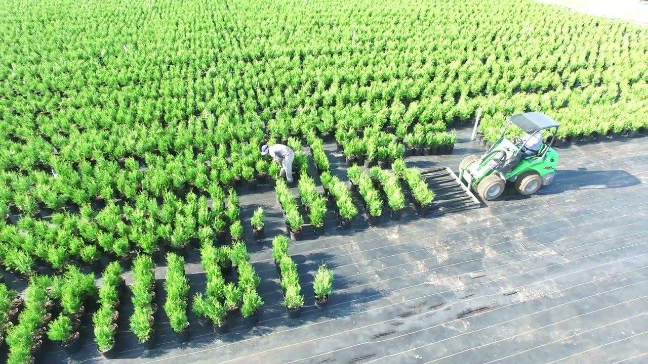 Tom Dodd Nurseries Tour