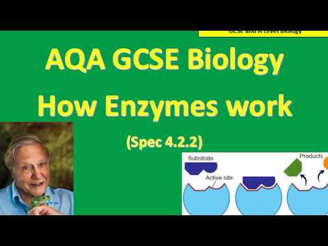 How Enzymes work!