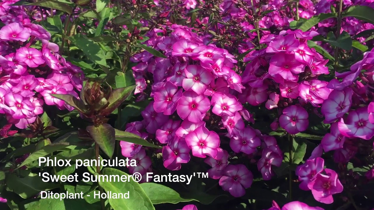 Phlox pan. 'Sweet Summer® Fantasy'™