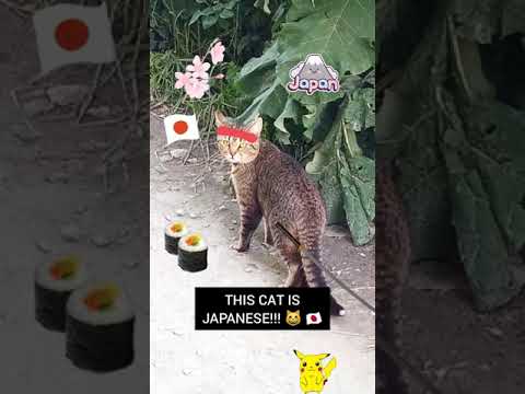Japanese cat! #cats #shorts