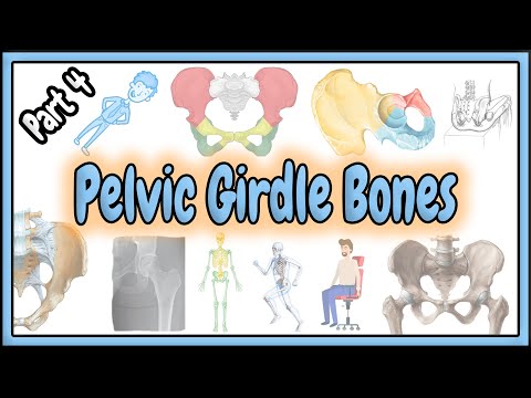 76. Pelvic Girdle Bones || Appendicular Skeletal System