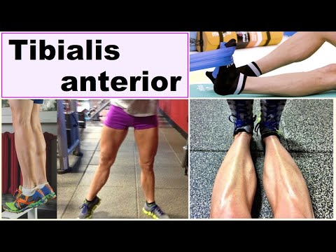 tibialis anterior