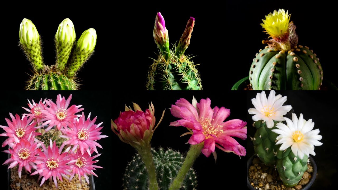 4k Cactus Flowering Timelapse (relaxing music)