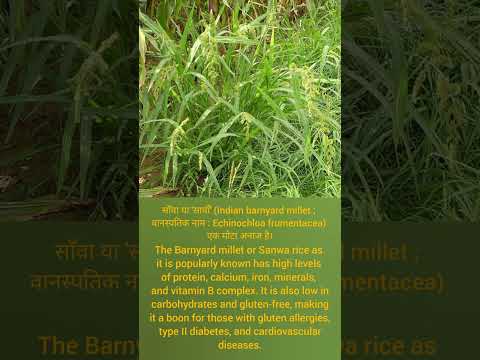 The Barnyard millet or Sanwa rice as it is popularly known has high levels of protein, calcium&iron.