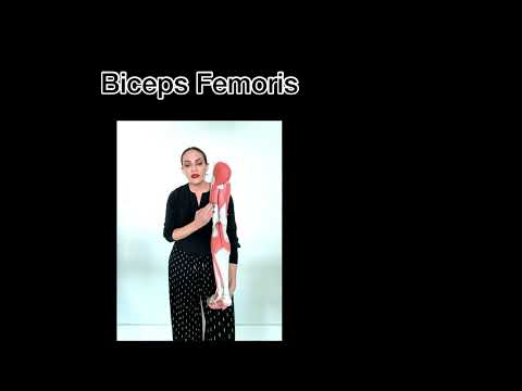 Dr. Benaduce: Thigh Muscles