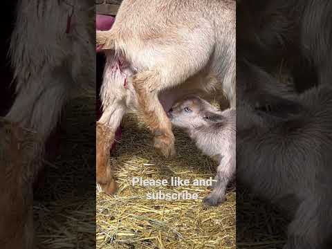 New mama Bliss/nigerian dwarf goats
