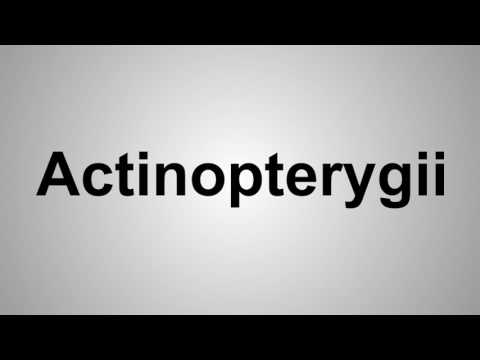 How To Pronounce Actinopterygii